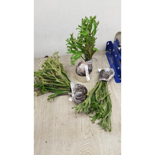 Pyrrosia longifolia 'Crestata' (small leaf) mart 290 - купить по ...