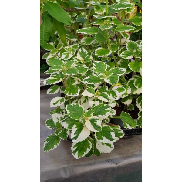 Plectranthus variegata 11 cm pot 30,03 - купить по выгодной цене в ...