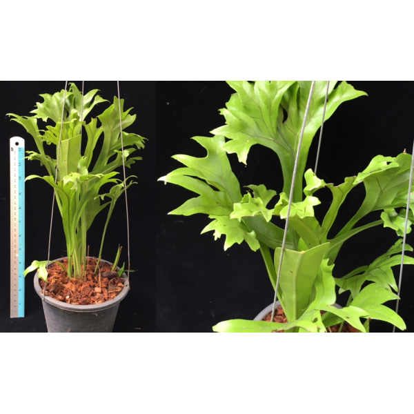 Polypodium polycarpon cv. Grandiceps - купить по выгодной цене в ...