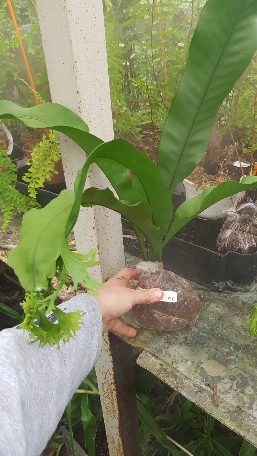 Microsorum Mermaidtail - купить по выгодной цене в Растения-Почтой.РФ