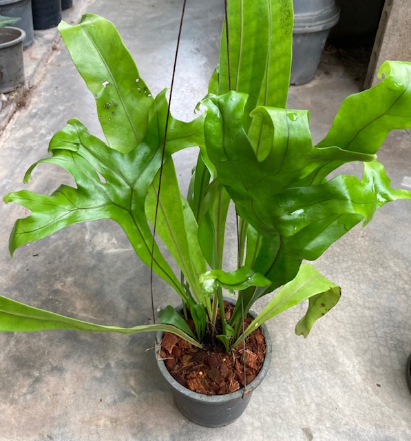 Polypodium polycarpon cv. Grandiceps (Giant form) 368/1 август - купить ...