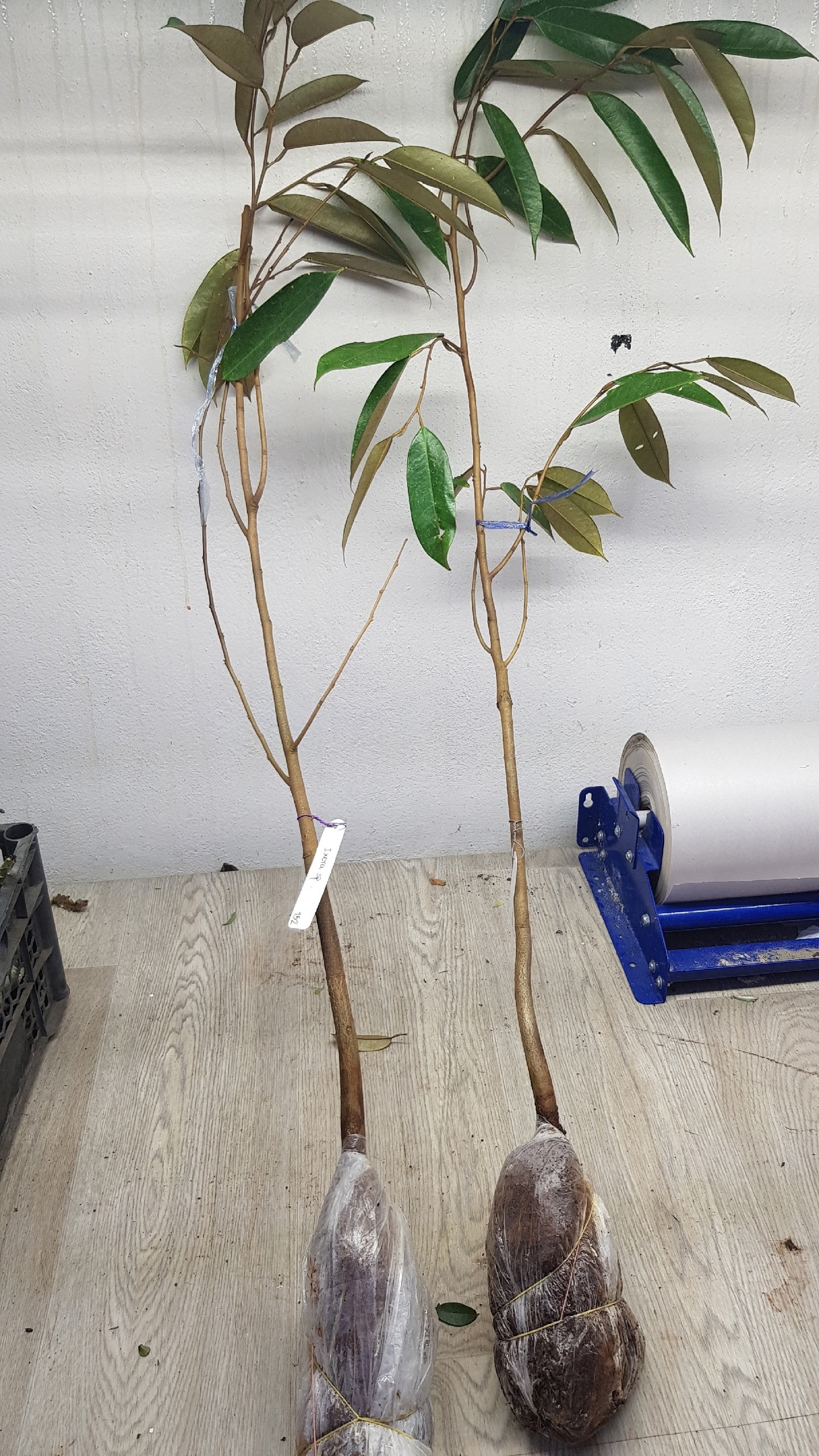 Durio zibethinus 'Puang Manee' (grafted)(native variety from eastern ...