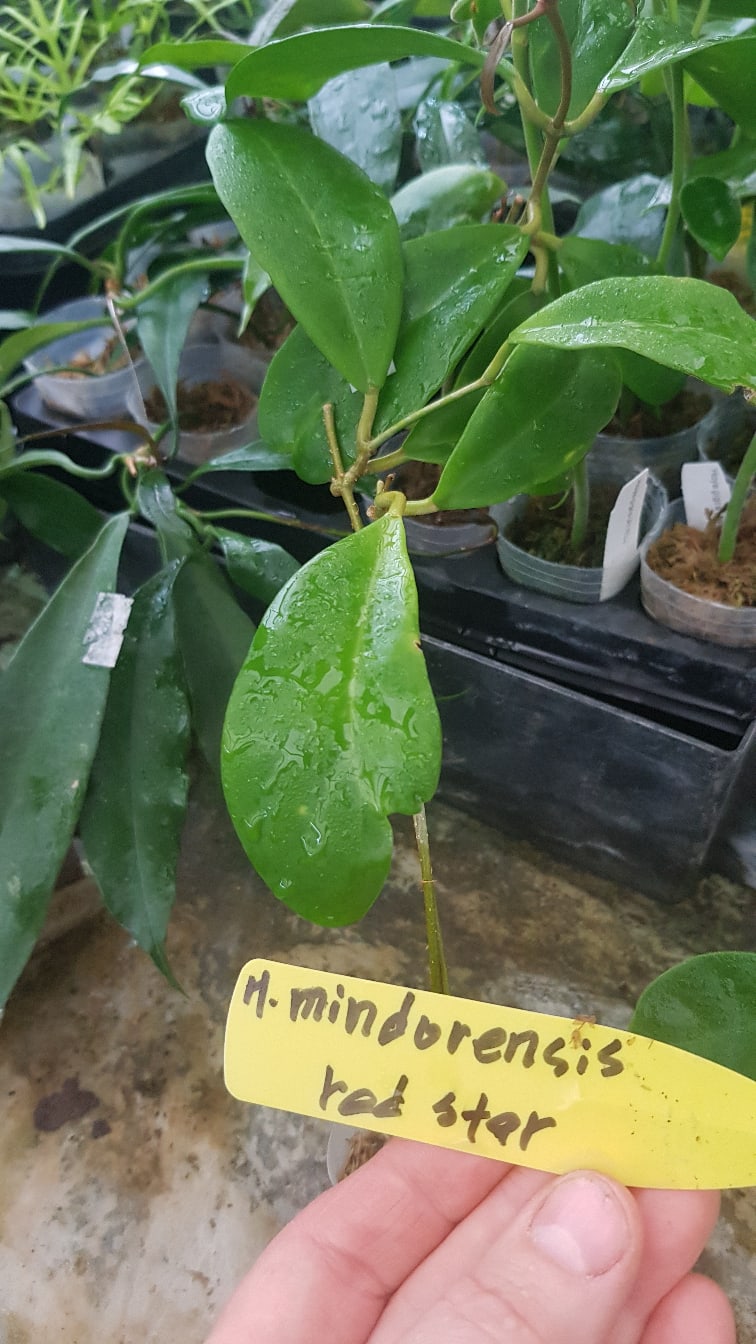 Hoya mindorensis 'Red Star' A29 - купить по выгодной цене в Растения-Почтой.РФ