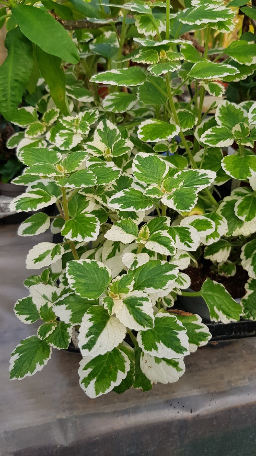 Plectranthus variegata 11 cm pot 30,03 - купить по выгодной цене в ...