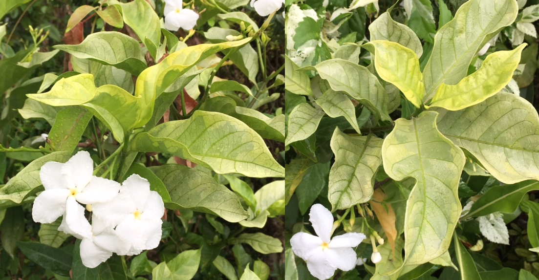 Gardenia sp. Golden leaf again. - купить по выгодной цене в Растения ... Gardenia sp. Golden leaf again. - купить по выгодной цене в Растения ...