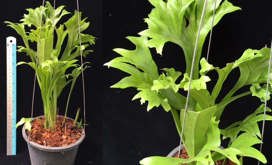 Polypodium polycarpon cv. Grandiceps - купить по выгодной цене в ...
