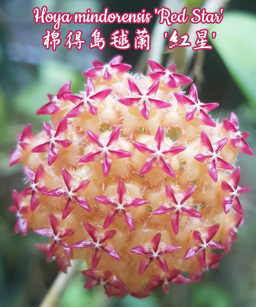 Hoya mindorensis 'Red Star' A29 - купить по выгодной цене в Растения-Почтой.РФ